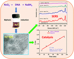 A highly stable rhenium organosol on a DNA scaffold for catalytic and ...