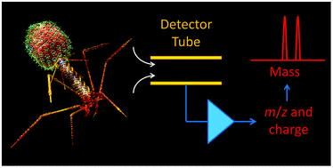 Charge detection mass spectrometry: weighing heavier things - Analyst ...