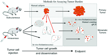 Quantifying spontaneous metastasis in a syngeneic mouse melanoma model ...