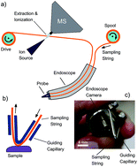 In vivo endoscopic mass spectrometry using a moving string sampling probe - Analyst (RSC Publishing)