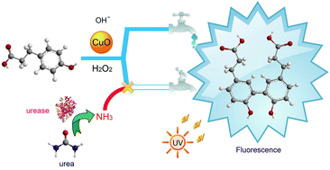 Alkaline peroxidase activity of cupric oxide nanoparticles and its ...