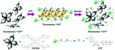 A new tetraphenylethylene based AIE sensor with light-up and tunable ...