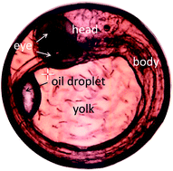 Non-staining visualization of embryogenesis and energy metabolism in ...