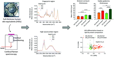 Physical and compositional analysis of differently cultured 3D human ...