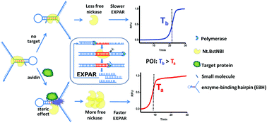 A novel steric effect-regulated isothermal exponential amplification ...