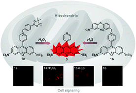 Rosamine with pyronine-pyridinium skeleton: unique mitochondrial ...
