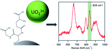 Surface-enhanced Raman scattering of uranyl in aqueous samples ...