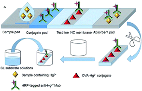 A novel chemiluminescent immunochromatographic assay strip for rapid ...