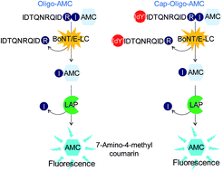 One label-based fluorescence detection of a protease that cleaves the ...