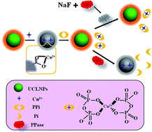 Real-time assay of inorganic pyrophosphatase activity in the red region ...