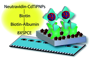 Competitive electrochemical biosensing of biotin using cadmium-modified ...