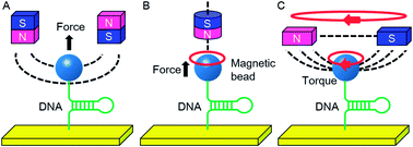 Magnetic tweezers for the mechanical research of DNA at the single ...