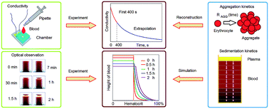 Electrochemical impedance spectroscopy of blood. Part 3: a study of the ...