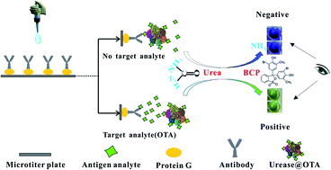 Colorimetric ELISA with an acid–base indicator for sensitive detection ...