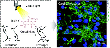 In vitro and in vivo analysis of visible light crosslinkable gelatin ...