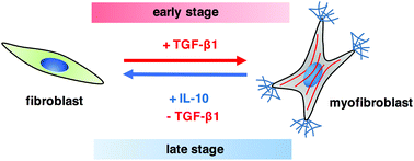 Fibroblast fate regulation by time dependent TGF-β1 and IL-10 ...