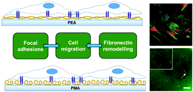 Cell migration on material-driven fibronectin microenvironments ...