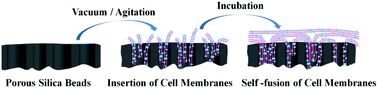 An insertion/self-fusion mechanism for cell membrane immobilization on ...