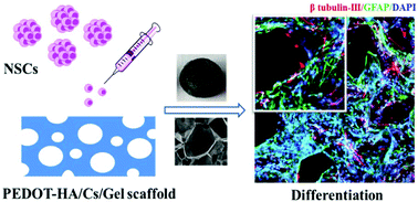 Neural stem cell proliferation and differentiation in the conductive ...