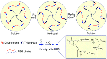 Degradable and biocompatible hydrogels bearing a hindered urea bond ...