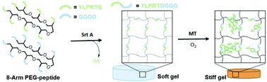 Orthogonal enzymatic reactions for rapid crosslinking and dynamic ...