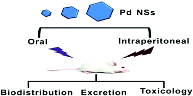 Intraperitoneal Injection In Mice