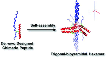 Shape-specific nanostructured protein mimics from de novo designed ...