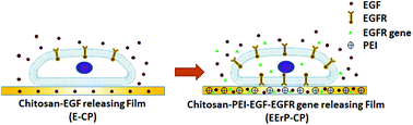Chitosan/PEI patch releasing EGF and the EGFR gene for the regeneration ...