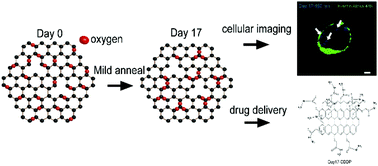 Simultaneous drug delivery and cellular imaging using graphene oxide ...