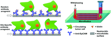 Site-specific antibody modification and immobilization on a ...