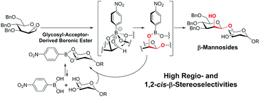 Regio- and stereoselective β-mannosylation using a boronic acid ...