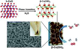 Spontaneous phase transition of hexagonal wurtzite CoO: application to ...