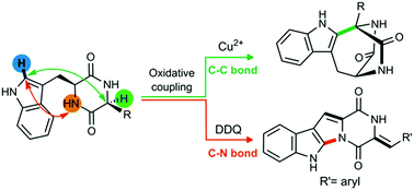Oxidative couplings on tryptophan-based diketopiperazines leading to ...