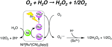 Dual function photocatalysis of cyano-bridged heteronuclear metal ...
