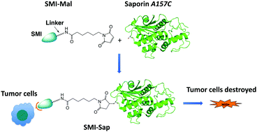 SMI-Ribosome inactivating protein conjugates selectively inhibit tumor ...