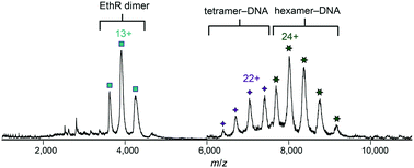 Structural insights into the EthR–DNA interaction using native mass ...