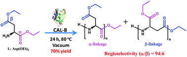 CAL-B catalyzed regioselective bulk polymerization of l-aspartic acid ...