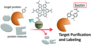 Selective purification and chemical labeling of a target protein on ...