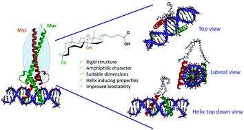 Specific dsDNA recognition by a mimic of the DNA binding domain of the ...