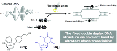 Double duplex invasion of DNA induced by ultrafast photo-cross-linking ...
