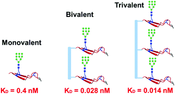 Synthetic multivalent V3 glycopeptides display enhanced recognition by ...