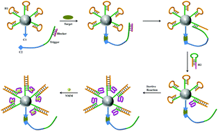 A catalytic assembled enzyme-free three-dimensional DNA walker and its ...