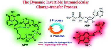 A dynamic invertible intramolecular charge-transfer fluorescence probe ...