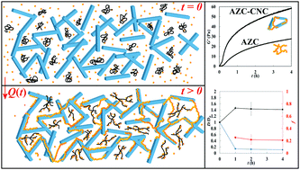 Squishy nanotraps: hybrid cellulose nanocrystal-zirconium metallogels ...
