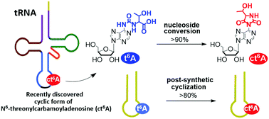 Efficient conversion of N6-threonylcarbamoyladenosine (t6A) into a tRNA ...
