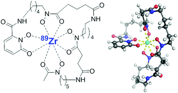Evaluation of DFO-HOPO as an octadentate chelator for zirconium-89 ...