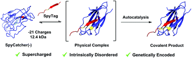 Supercharging SpyCatcher toward an intrinsically disordered protein ...
