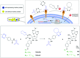 Cell type-selective imaging and profiling of newly synthesized ...