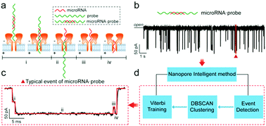 Intelligent identification of multi-level nanopore signatures for ...
