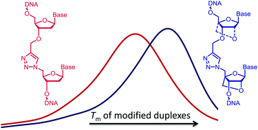 Locked nucleic acid (LNA) enhances binding affinity of triazole-linked ...